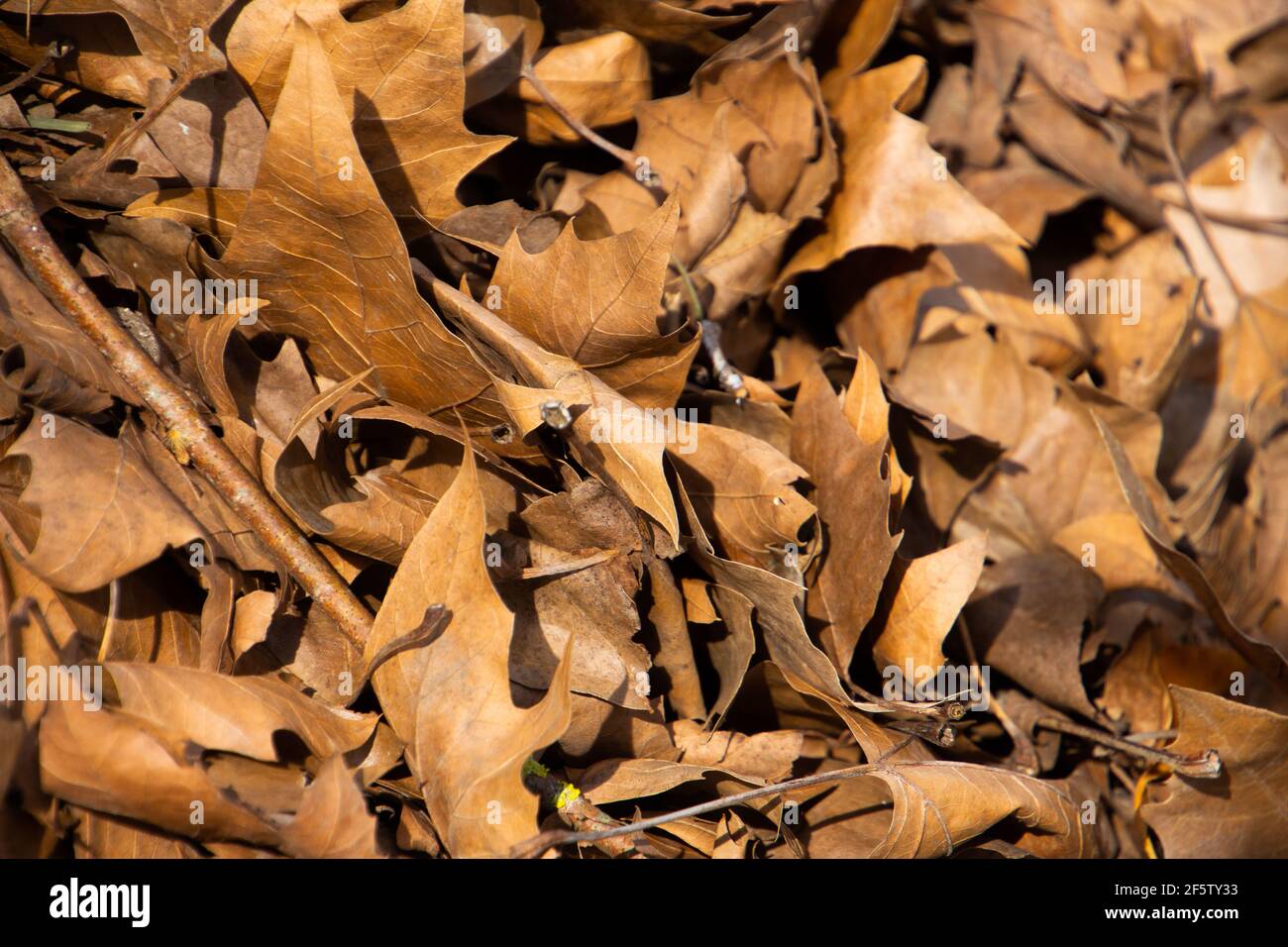 Dry brown autumn leaves for natural autumn background Stock Photo - Alamy