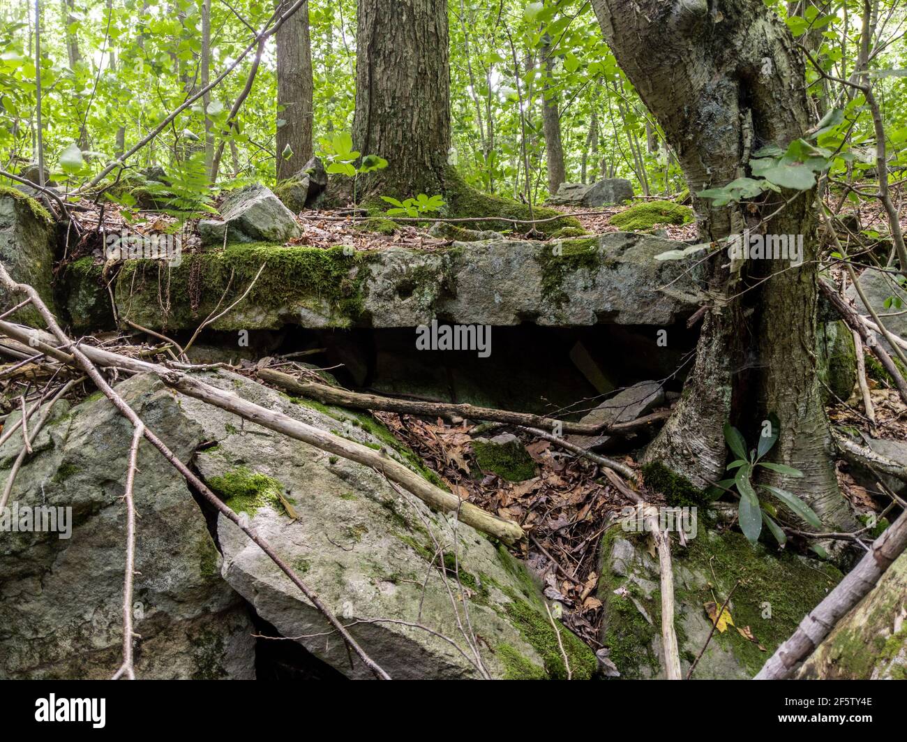 Stone cutting tool marks on a giant rock slab deep in the forest Stock ...