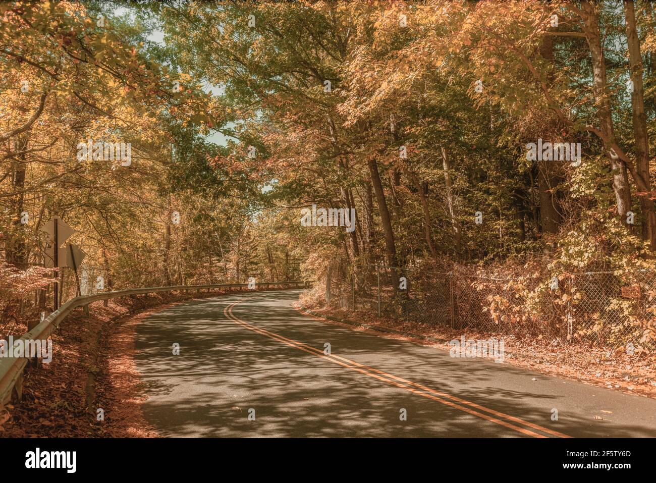 Vector maple tree hi-res stock photography and images - Alamy