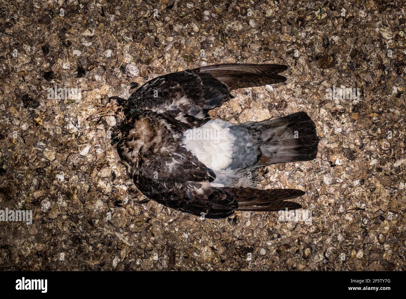 A top view of a dead bird on the floor Stock Photo - Alamy