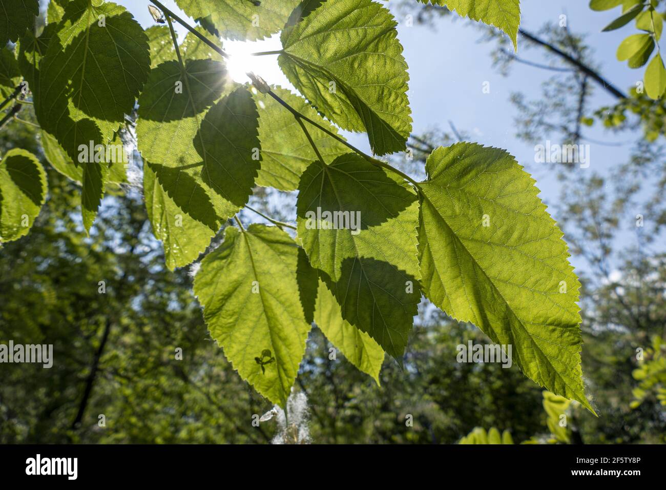 Sun light passing through leaves hi-res stock photography and images ...