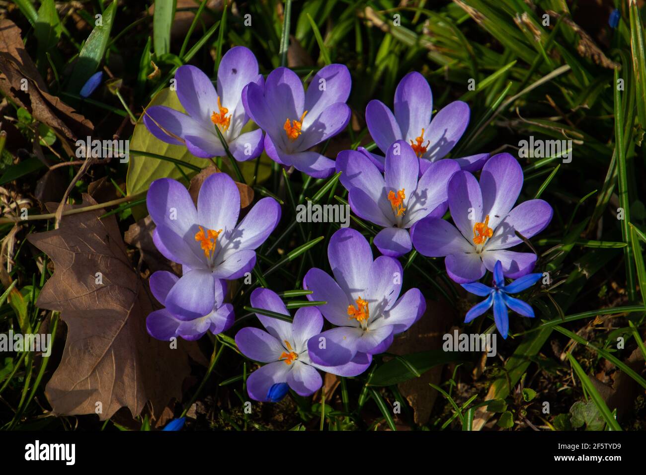 Saffron crocus hi-res stock photography and images - Alamy