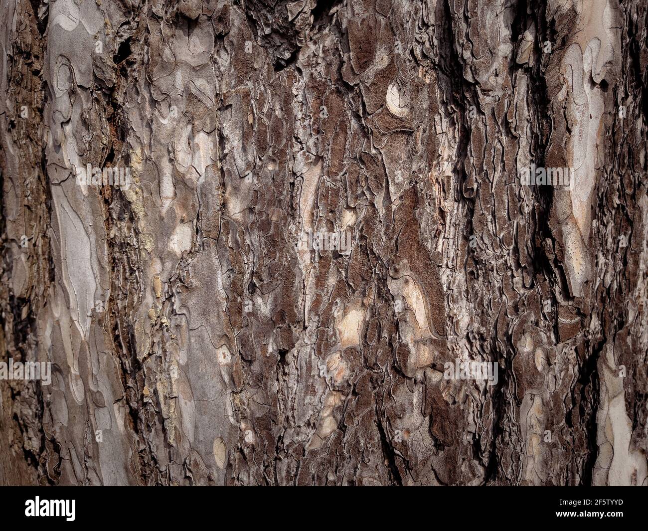 Embossed texture of the bark of tree. Pattern of natural tree bark ...