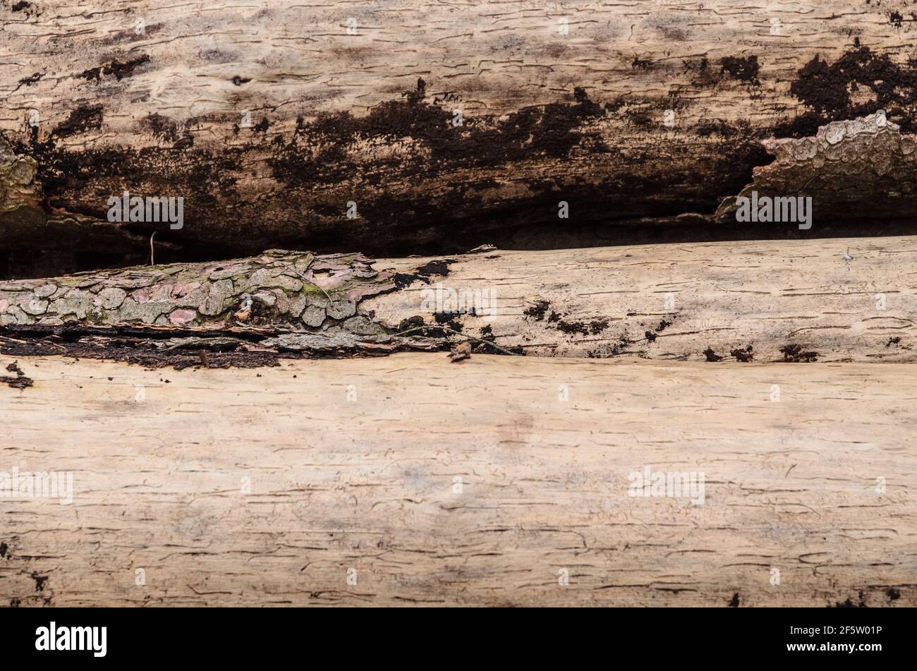 Tree bark, abstract close-up of rough surface, structure, pattern, old ...