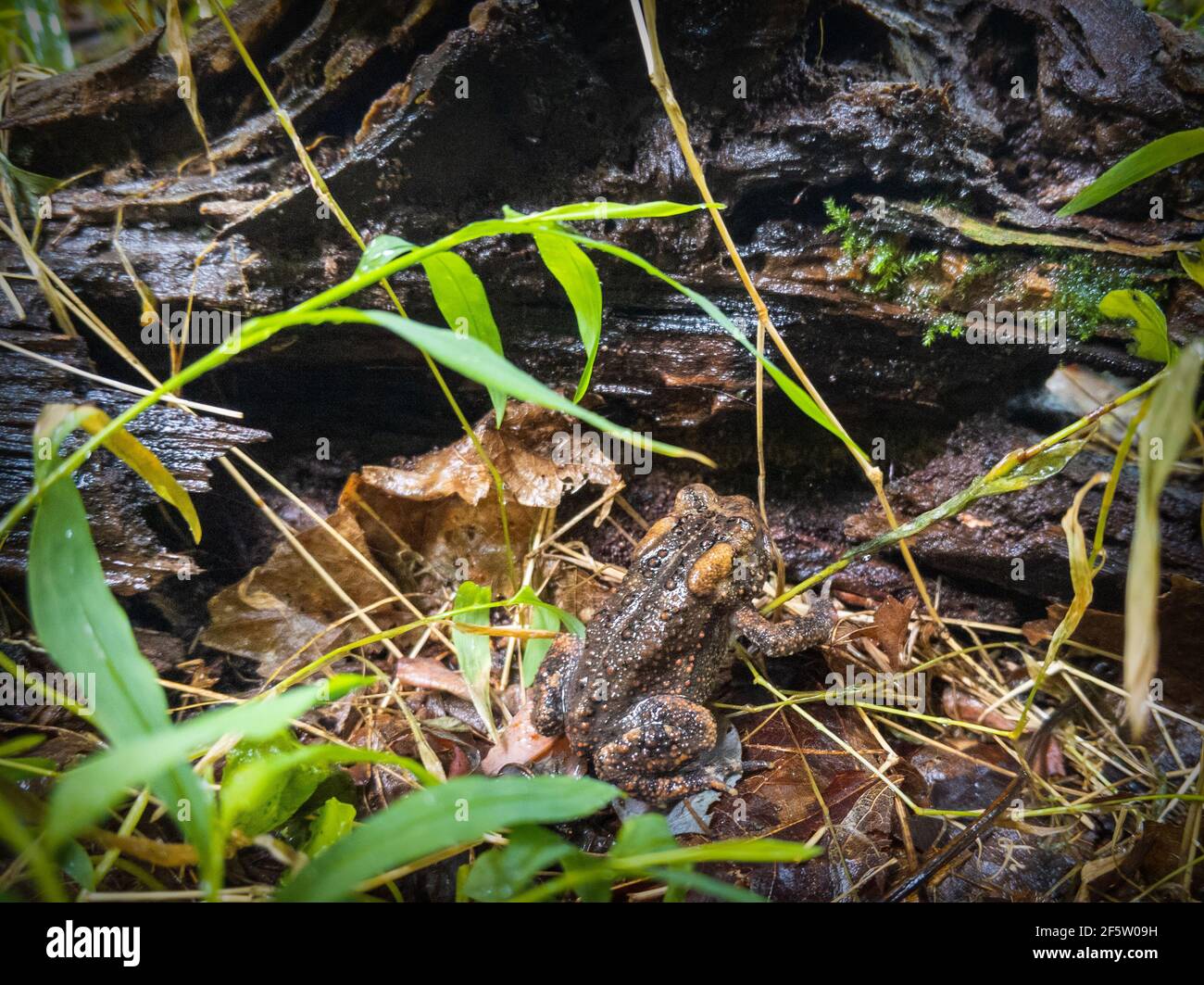 American Toad is enjoying a warm summer rain Stock Photo - Alamy