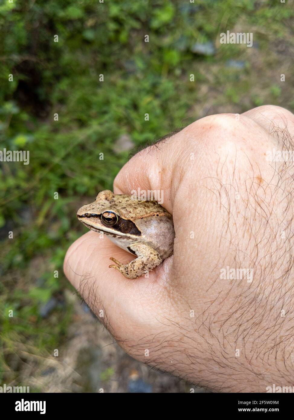 Human holding a frog hi-res stock photography and images - Alamy