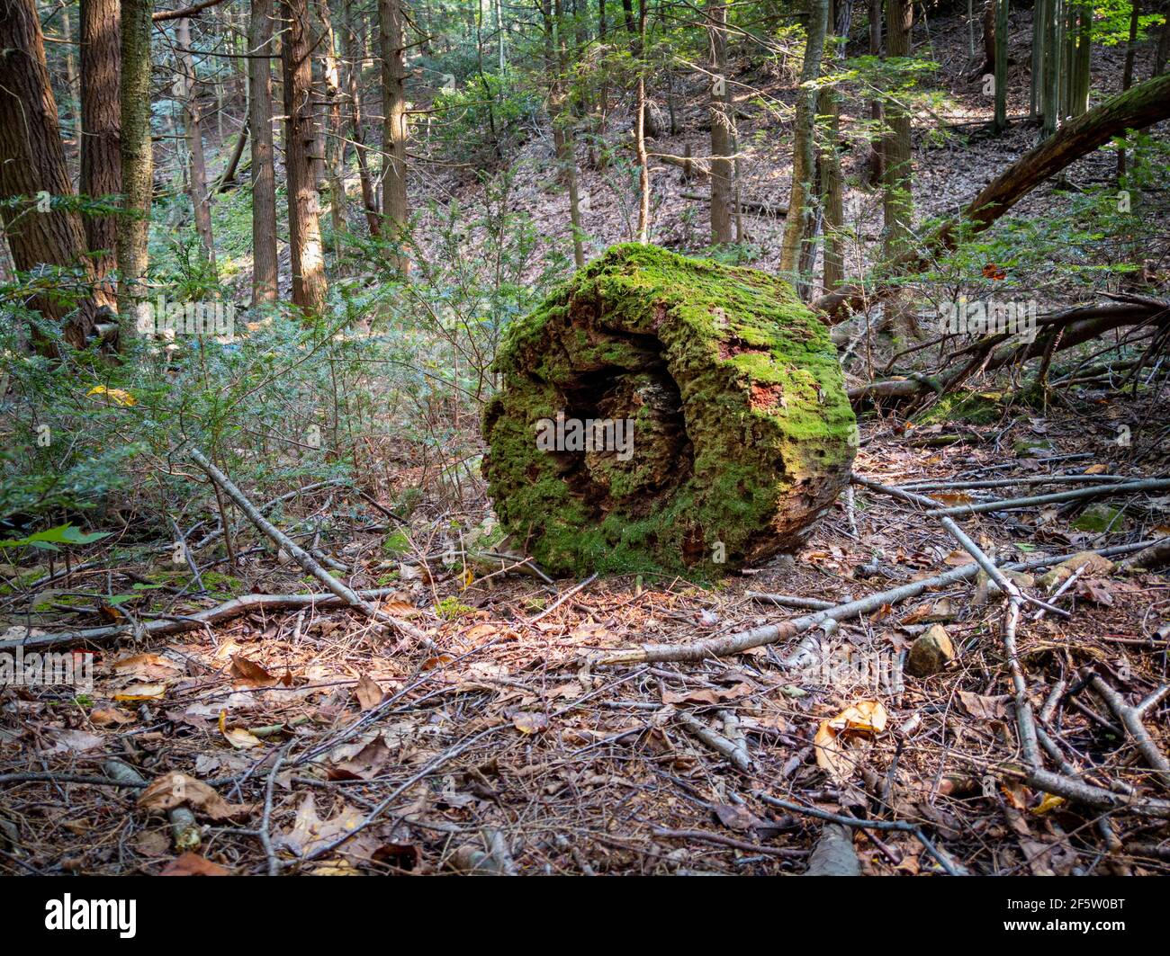 Forgotten forest trail hi-res stock photography and images - Alamy
