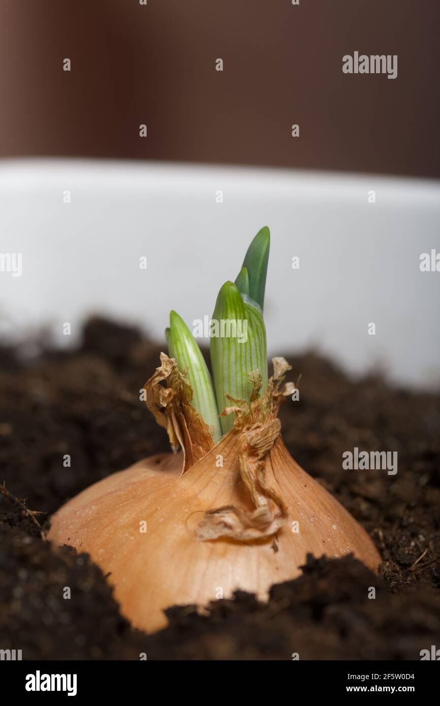 Sprouted onions in a flower pot. A vegetable garden on the windowsill ...