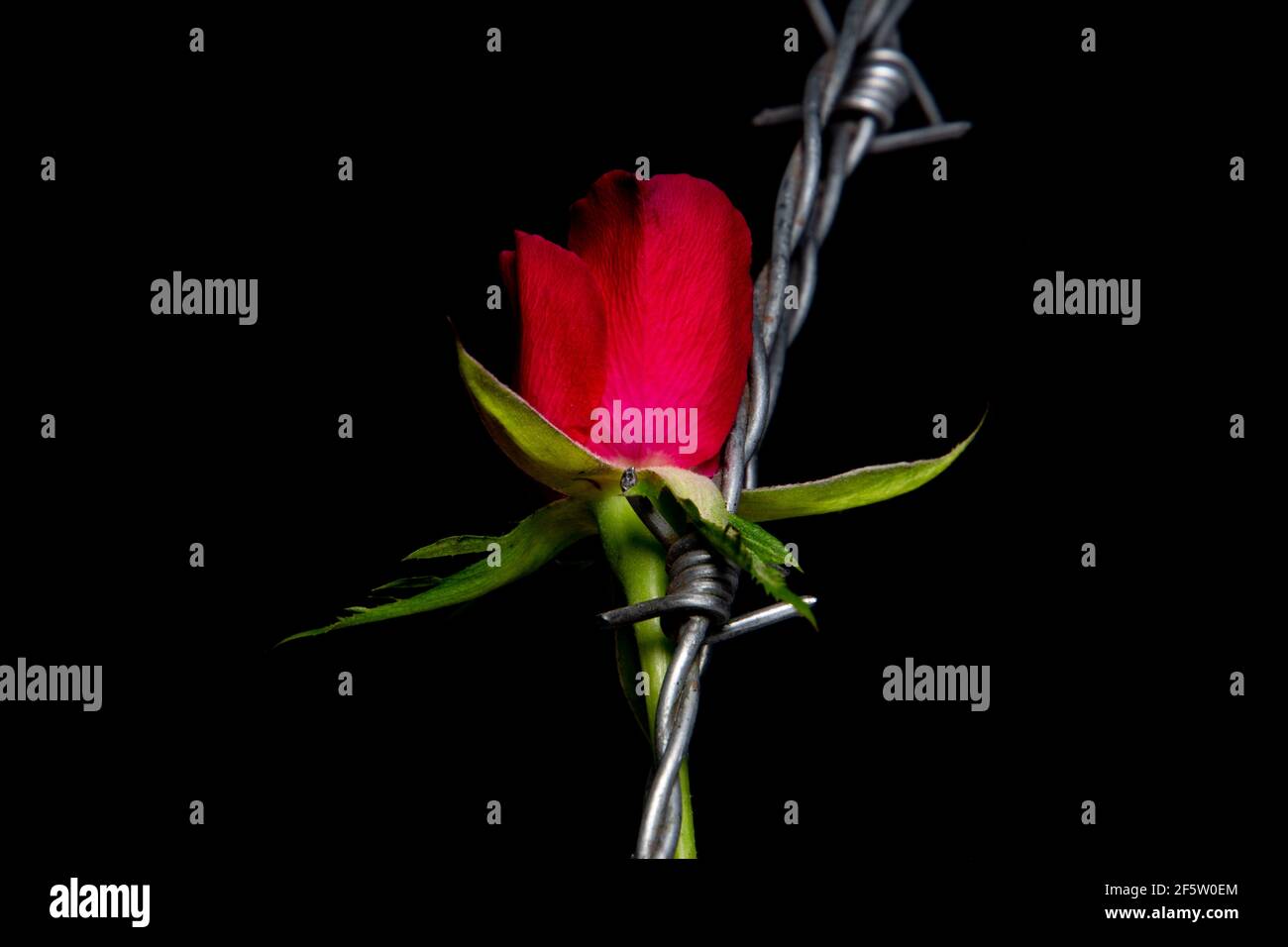 Red rose blossom and barbed wire isolated on black background, concept ...