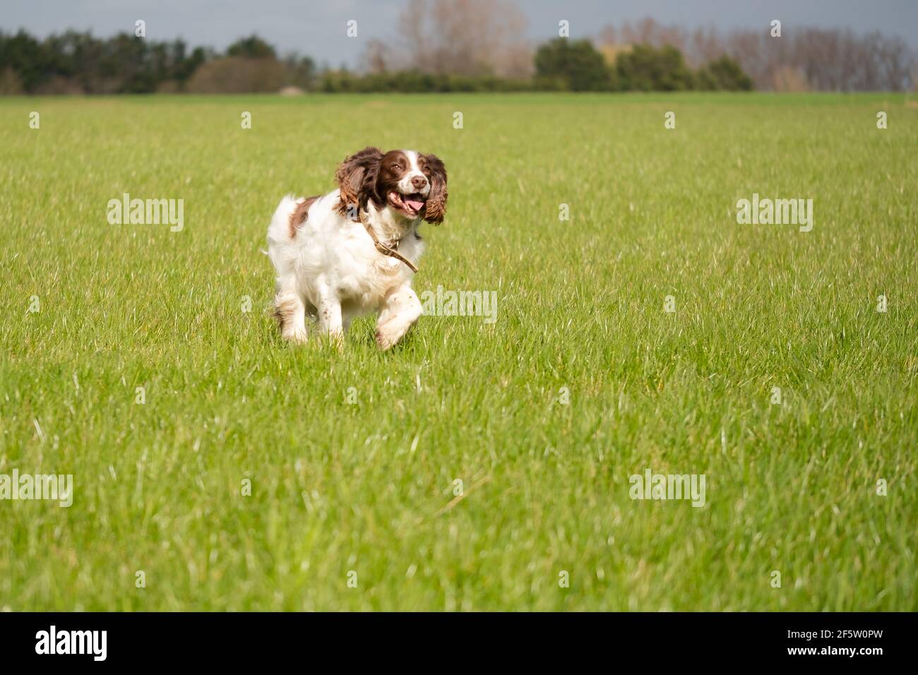 Cavalier King Charles Spaniels High Resolution Stock Photography and ...