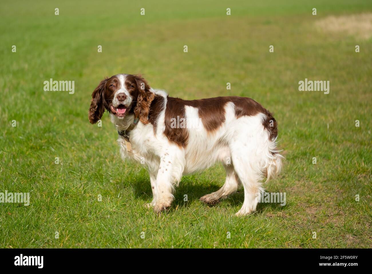 Springer Spaniel And Owner High Resolution Stock Photography and Images ...