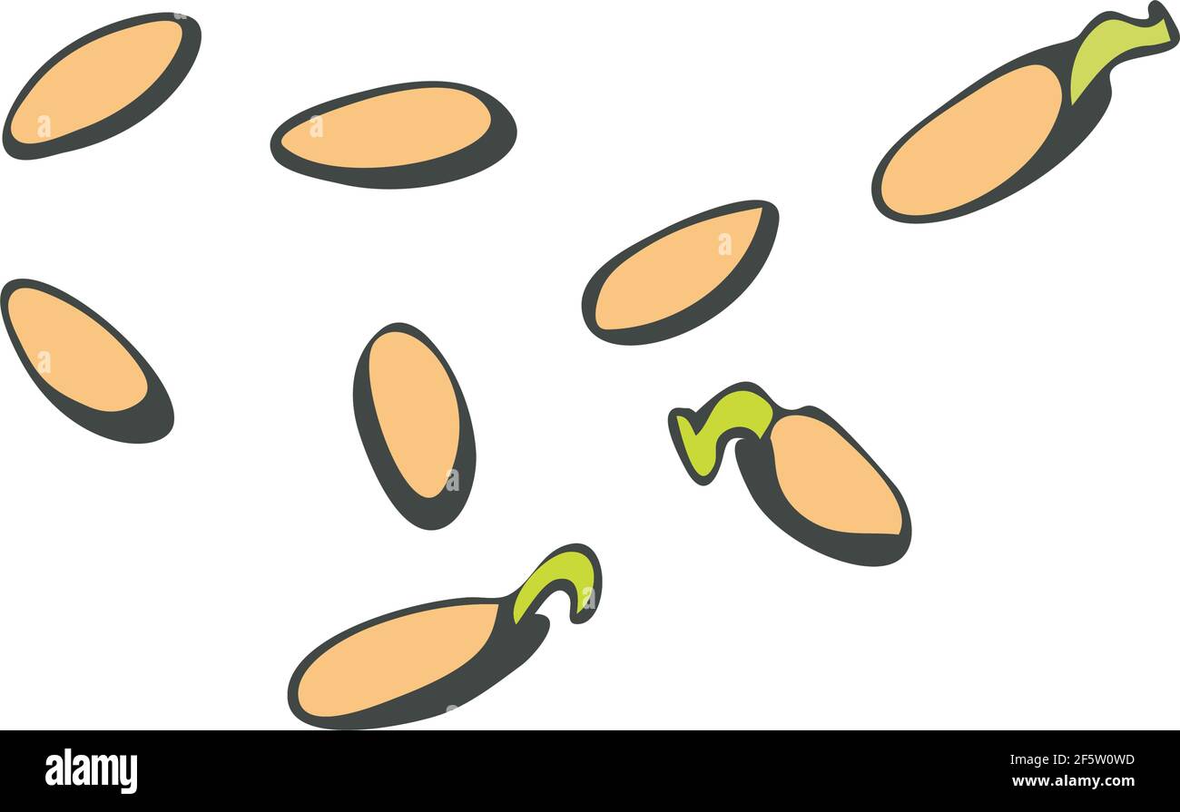 Sprouted seedling Stock Vector Images - Alamy