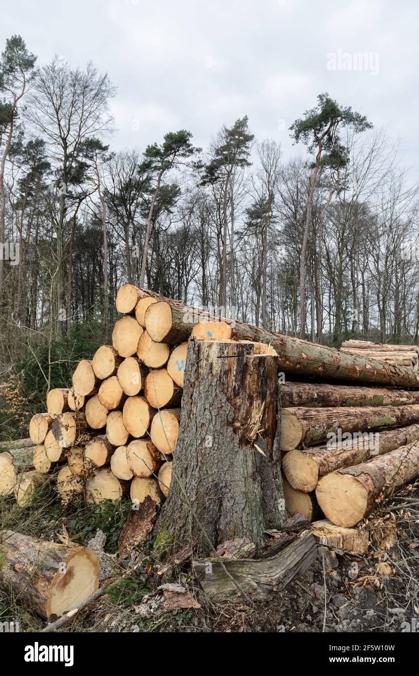 Conifer Log Cross Section High Resolution Stock Photography and Images ...
