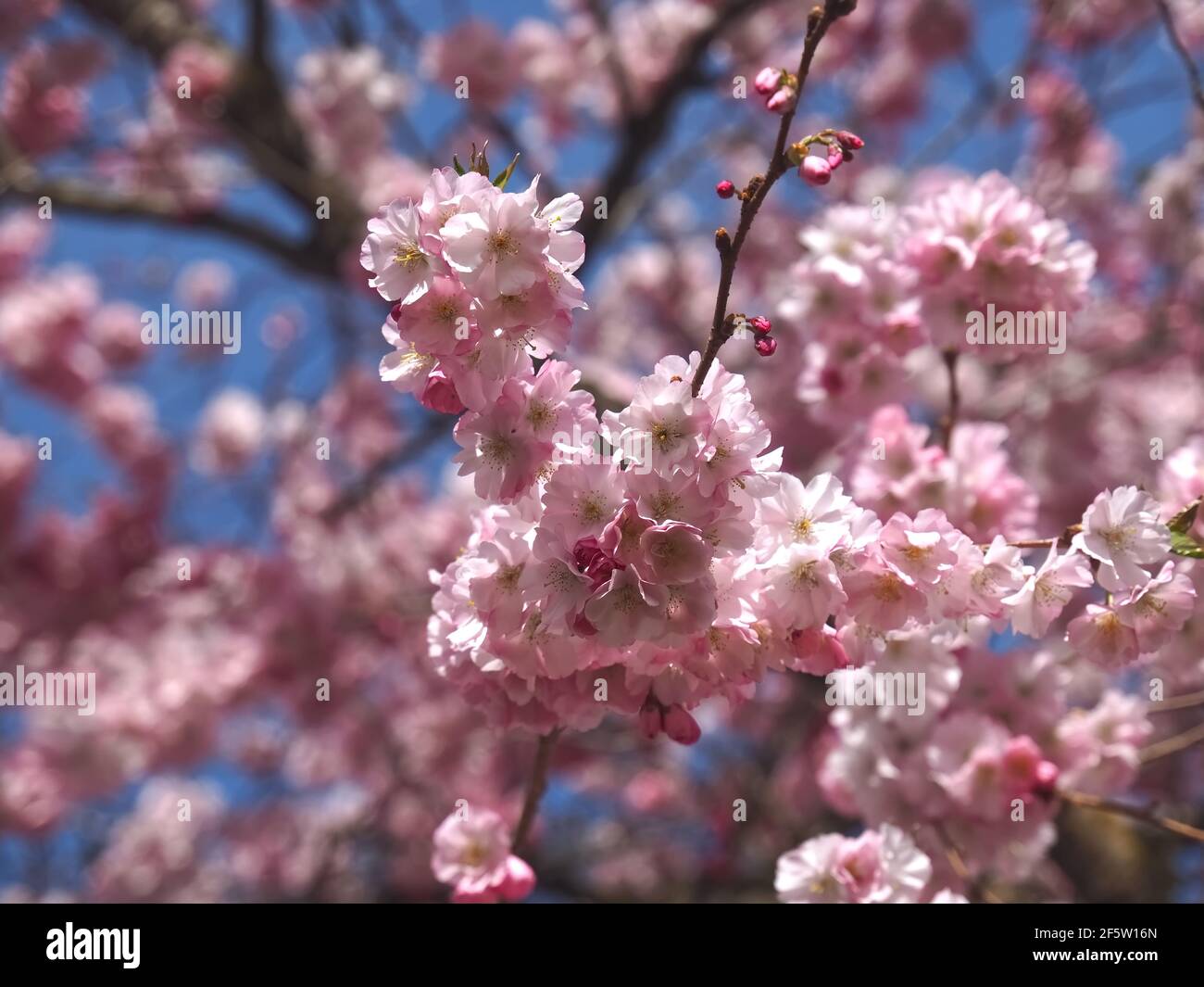 Macro of pink cherry blossoms on a tree in spring Stock Photo - Alamy