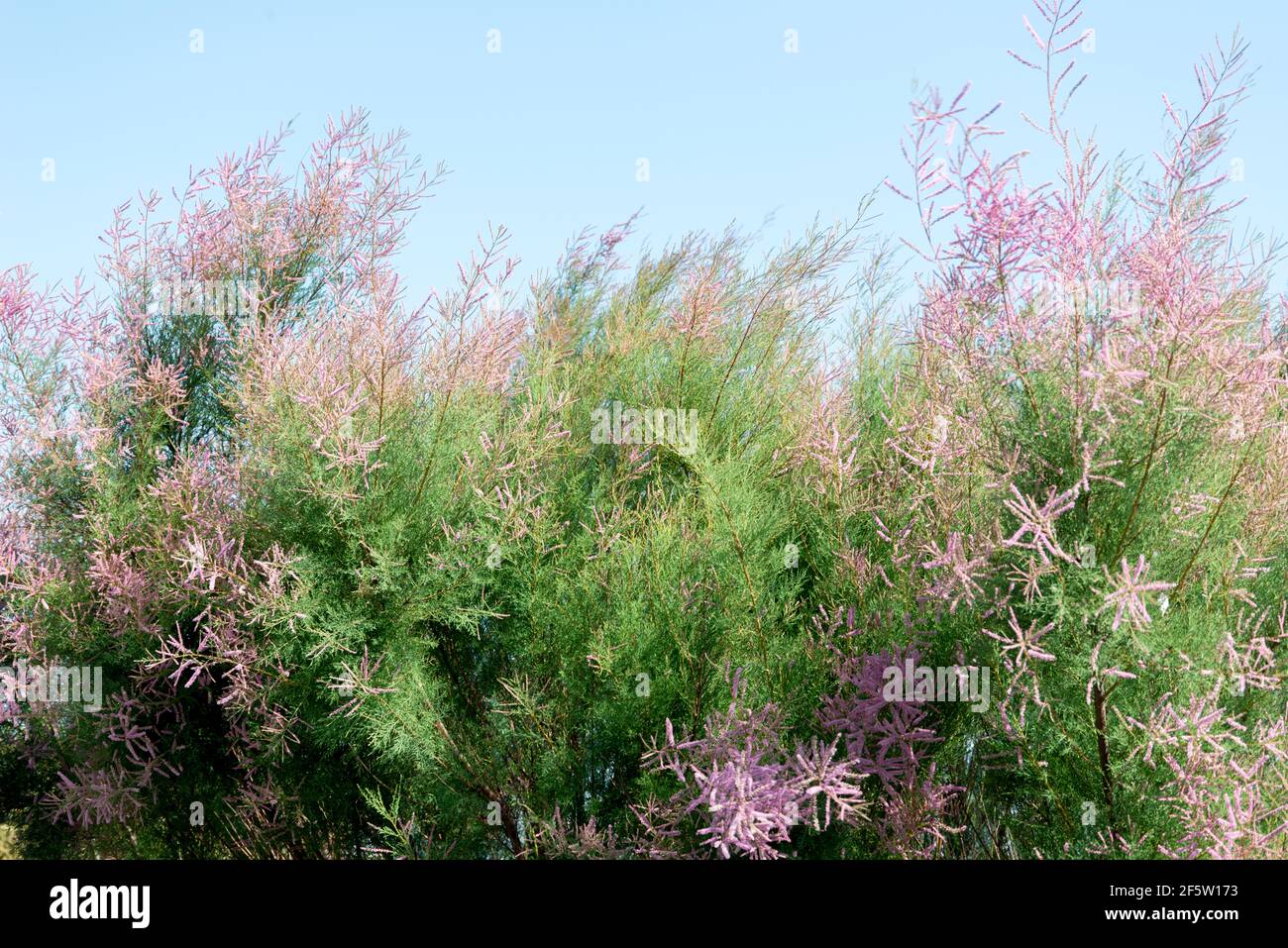 Tamarisk hedge hi-res stock photography and images - Alamy