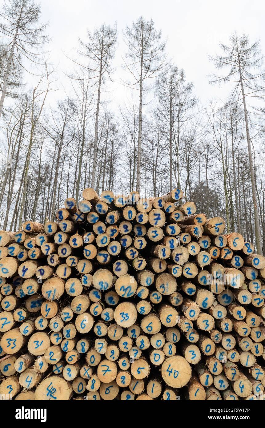 Conifer log cross section hi-res stock photography and images - Alamy