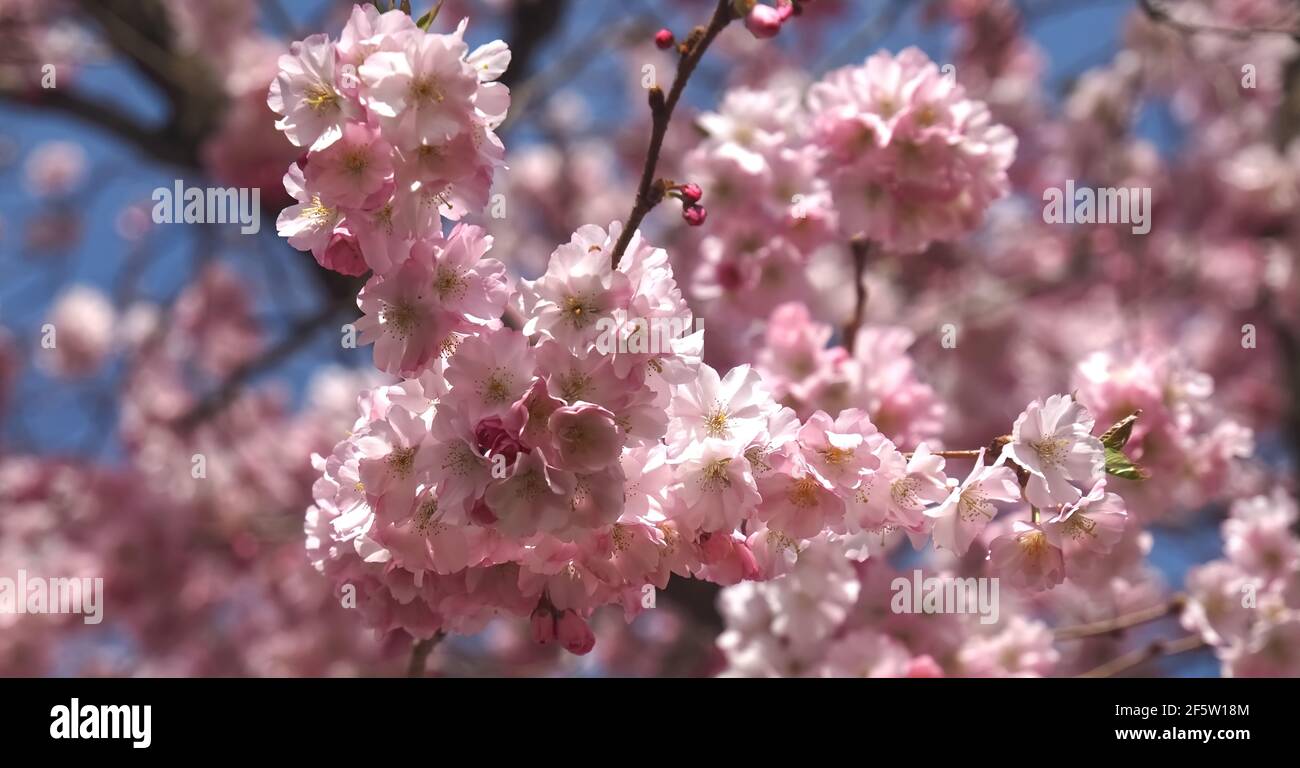 Macro of pink cherry blossoms on a tree in spring Stock Photo - Alamy