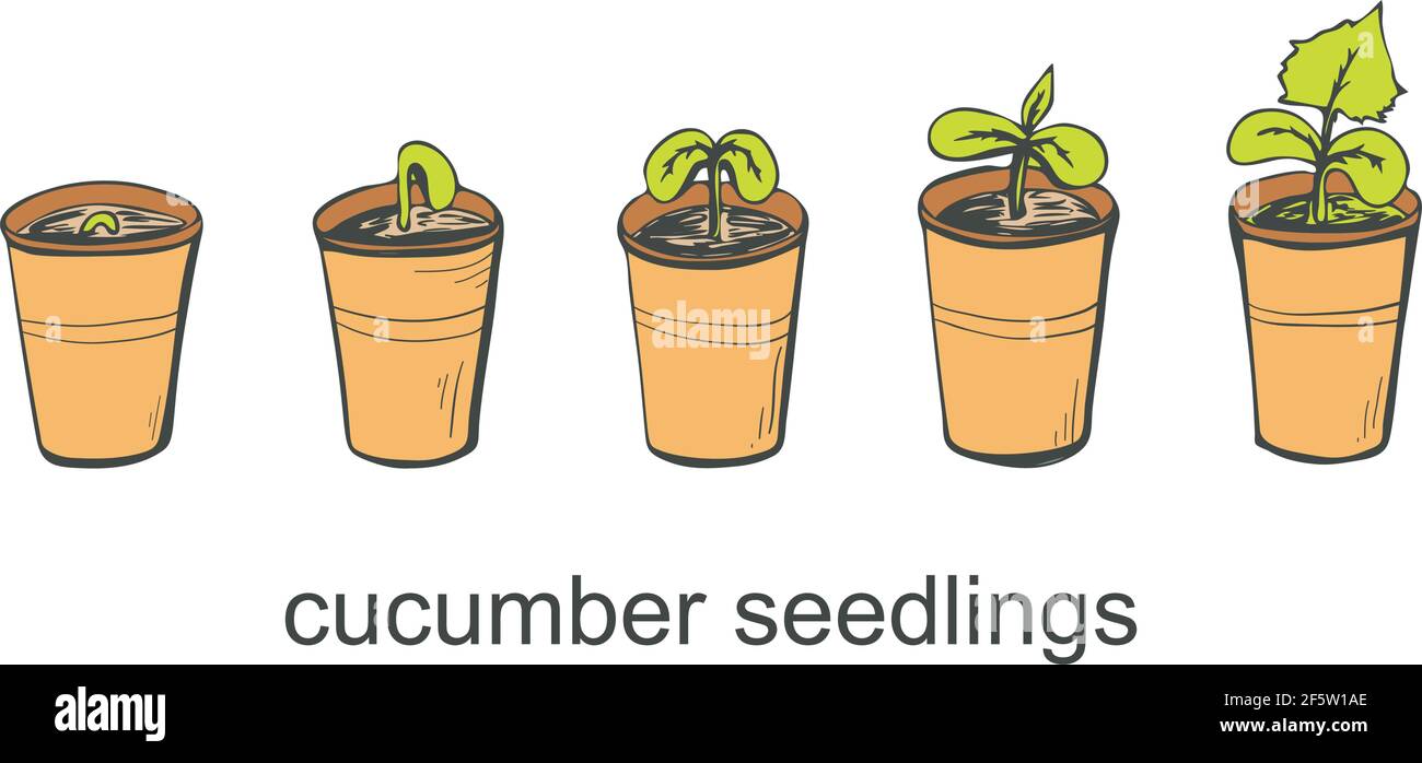 Phases of germination of cucumber seedlings in pots on a white isolated ...