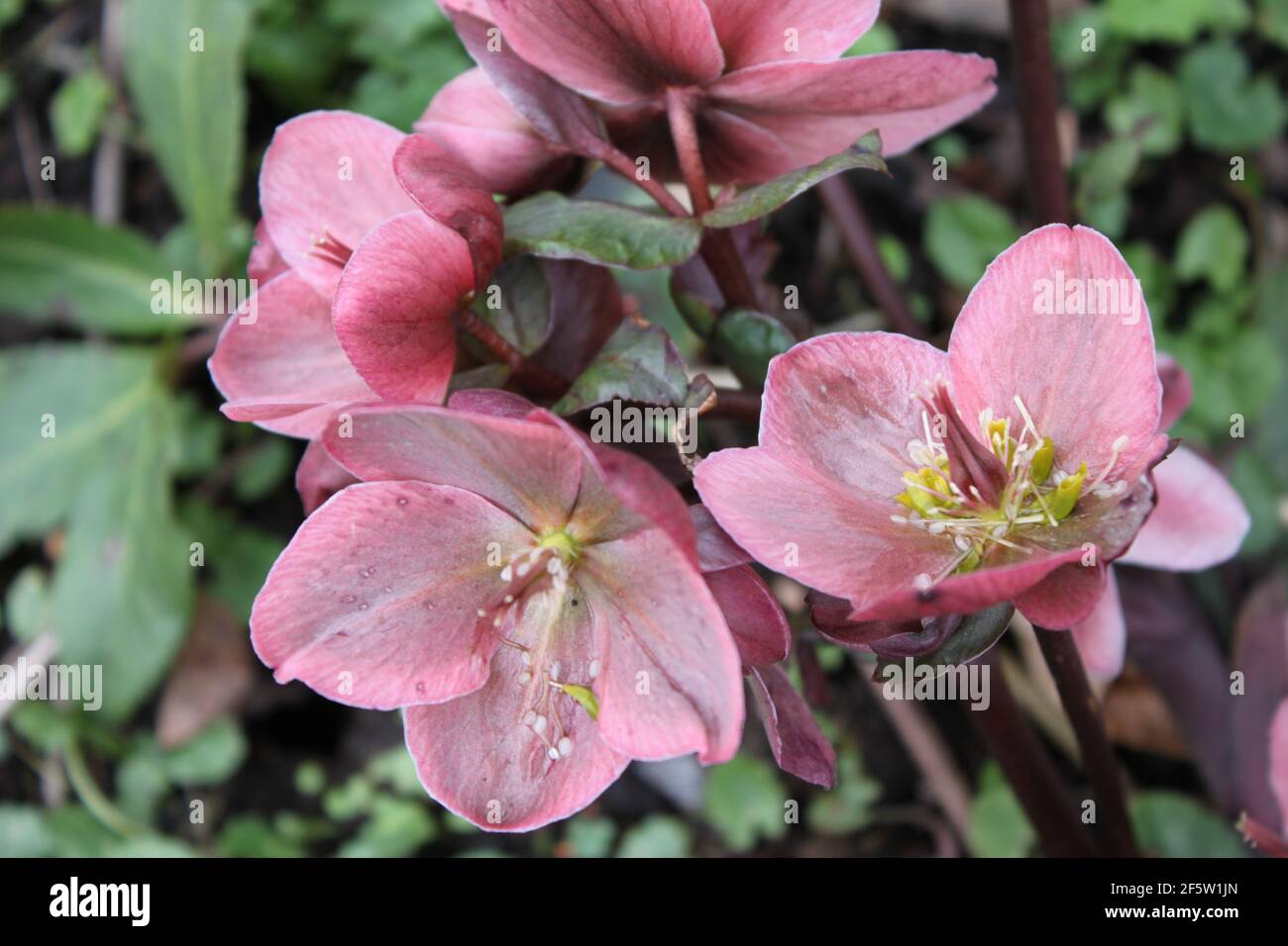 Toxic plants hellebores hi-res stock photography and images - Alamy