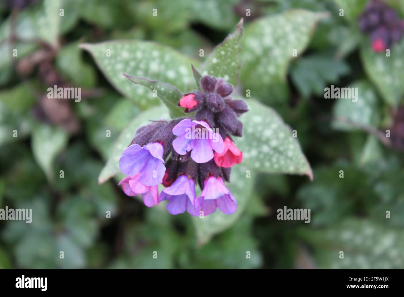 Pink tubular flowers hi-res stock photography and images - Alamy