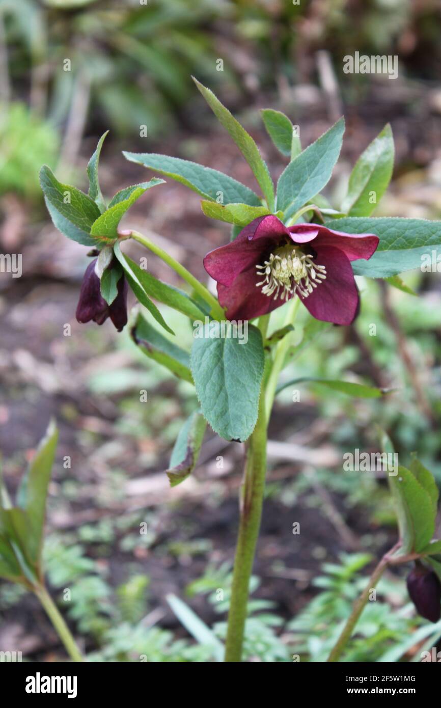 Hellebores images hi-res stock photography and images - Alamy