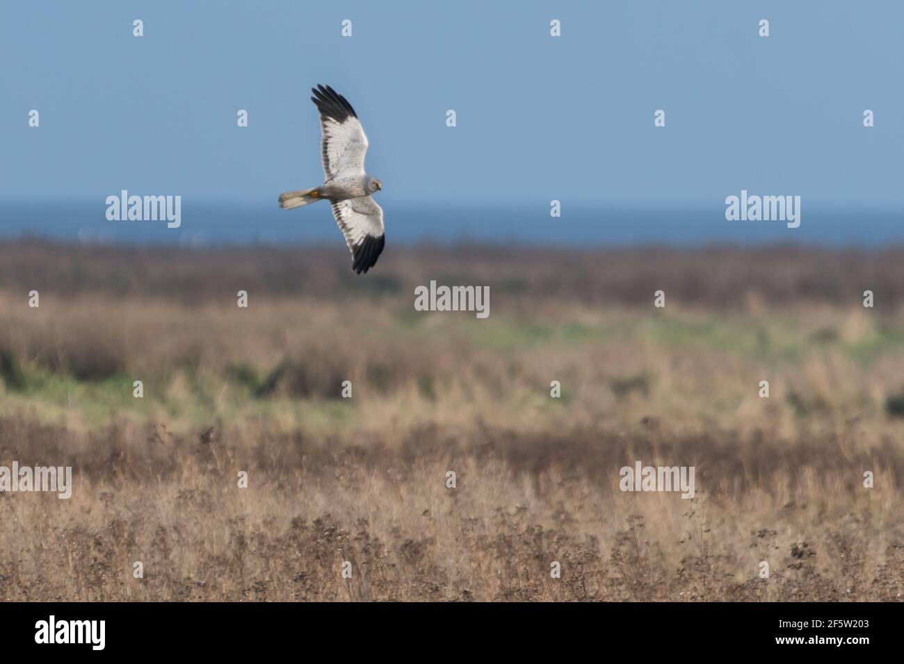 Male hen harrier hi-res stock photography and images - Alamy