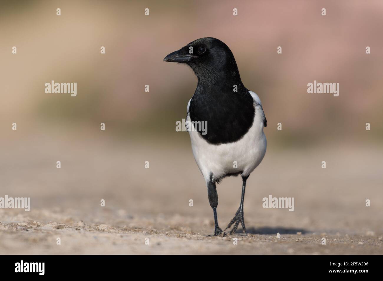 Eurasian Magpie European Magpie Common High Resolution Stock ...