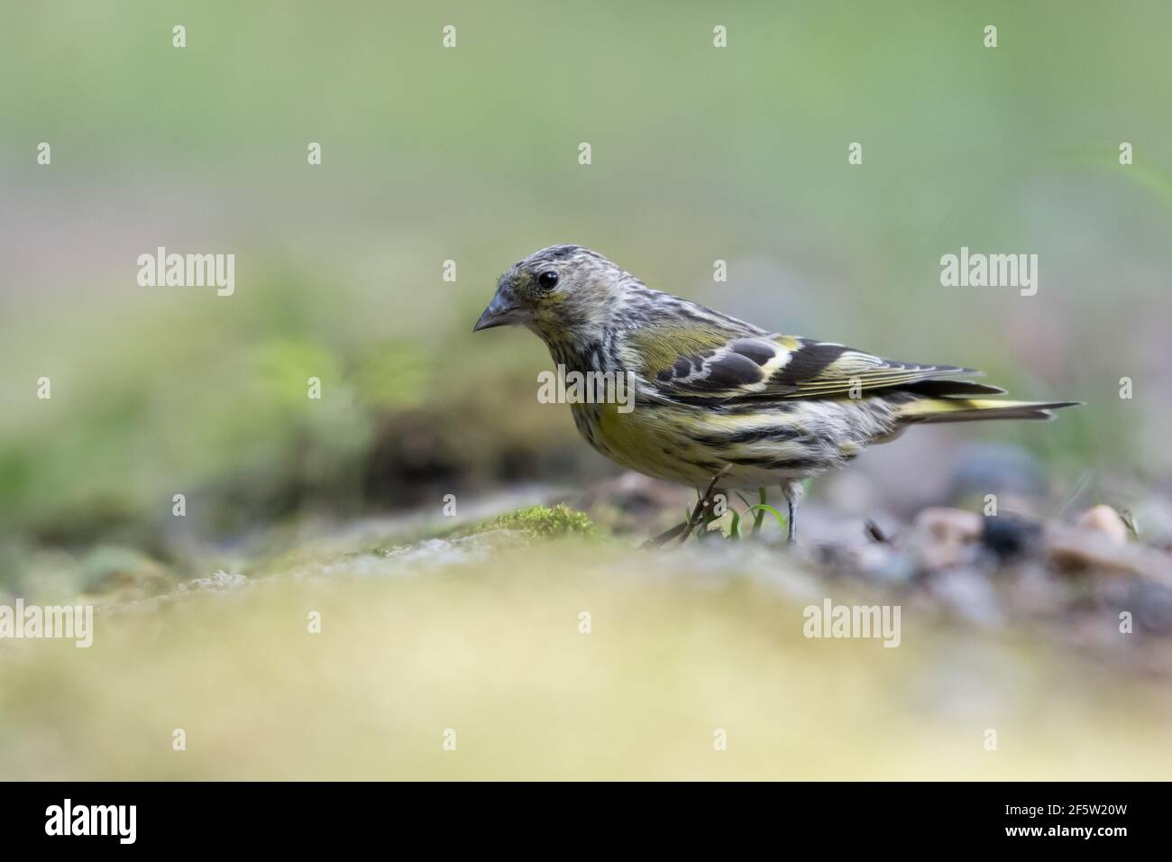 Pinus fauna hi-res stock photography and images - Alamy