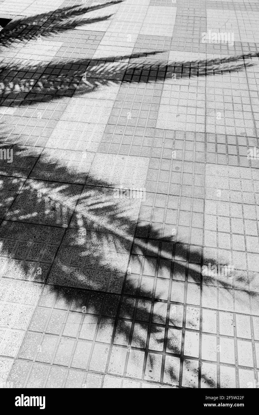 Abstract black and white images with shadows in the mid day sun. Trees ...