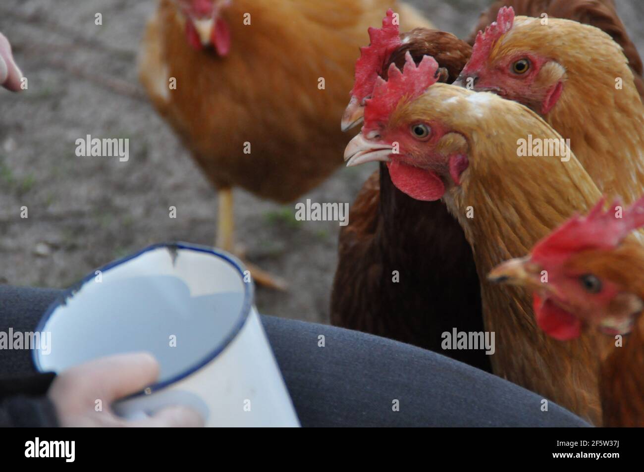 Feeding with corn animals hi-res stock photography and images - Alamy
