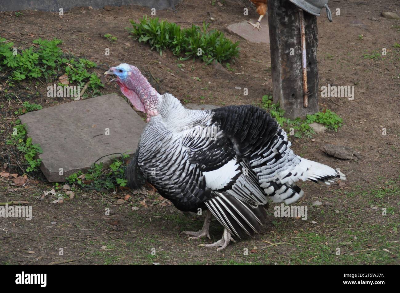 turkey on a farm Stock Photo - Alamy