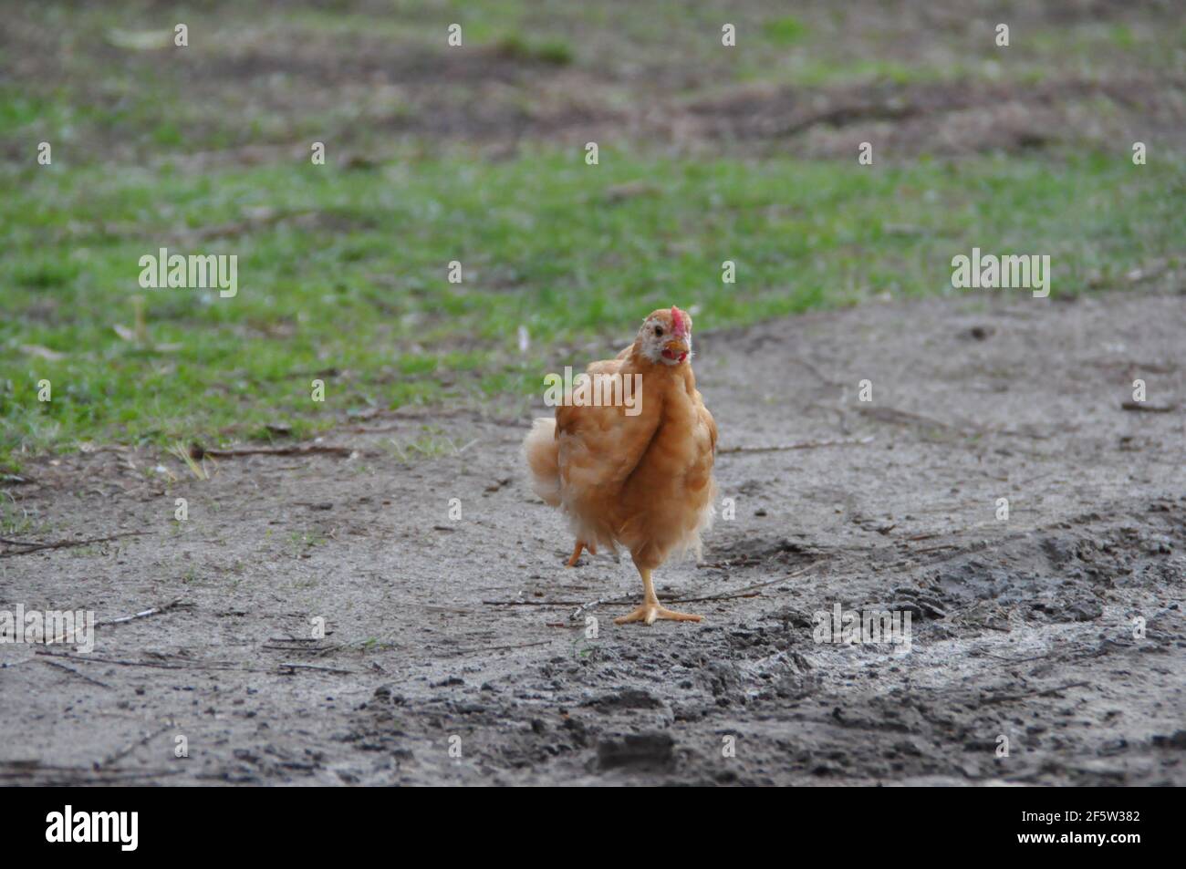 chicken is runninng Stock Photo - Alamy