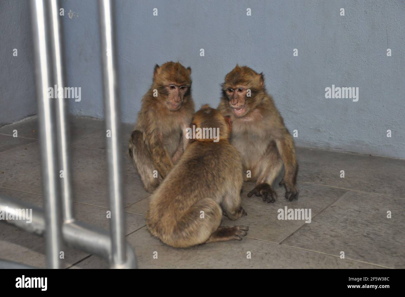 monkeys of gibraltar Stock Photo - Alamy