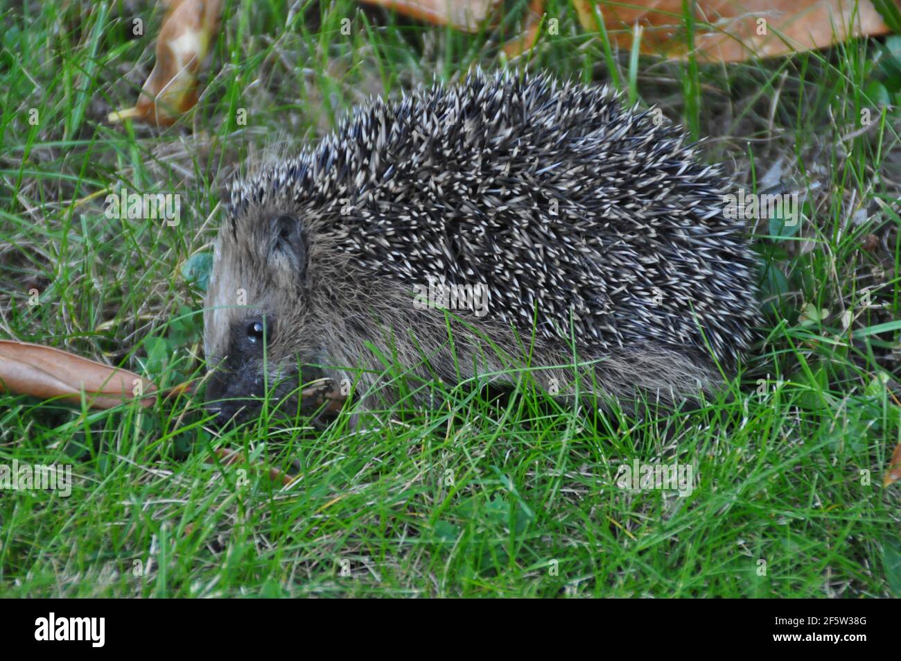 Hedgehog family hi-res stock photography and images - Alamy