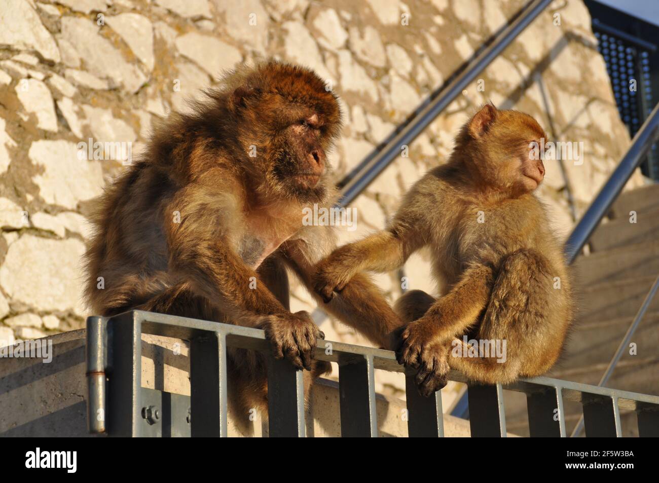 monkeys of gibraltar Stock Photo - Alamy