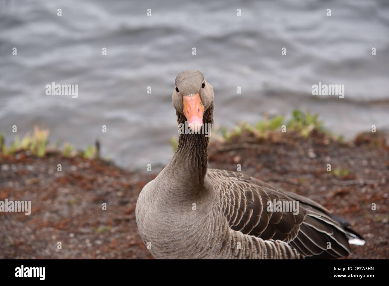Wilde goose hi-res stock photography and images - Alamy