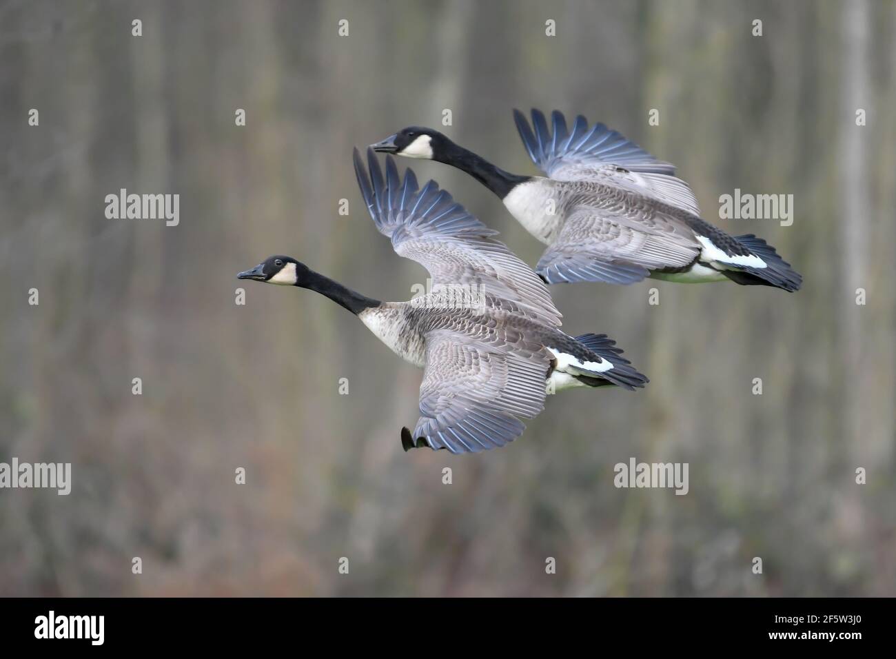Two beautiful Canada goose (Branta canadensis) in flight Stock Photo ...