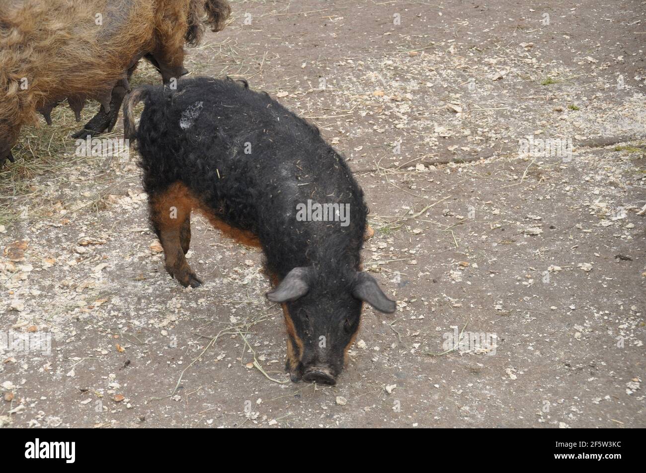 pig with fur Stock Photo - Alamy