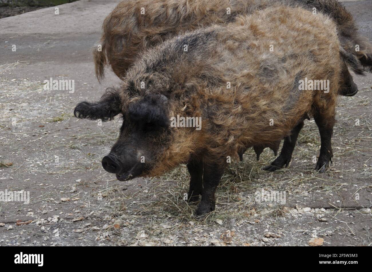 Pig in the woods hi-res stock photography and images - Alamy