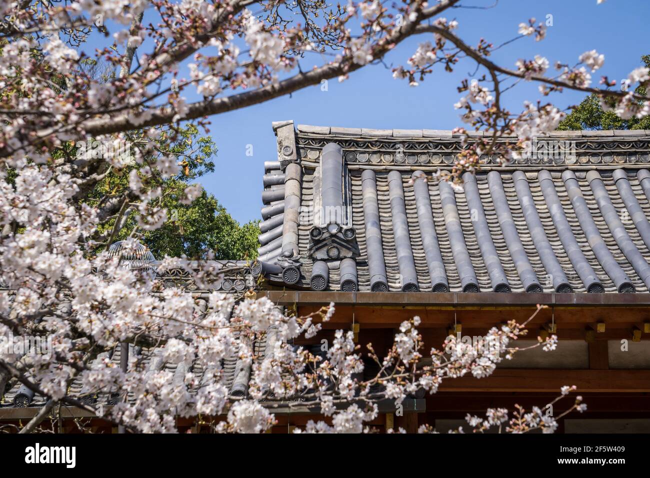 Ohanami blossom hi-res stock photography and images - Alamy