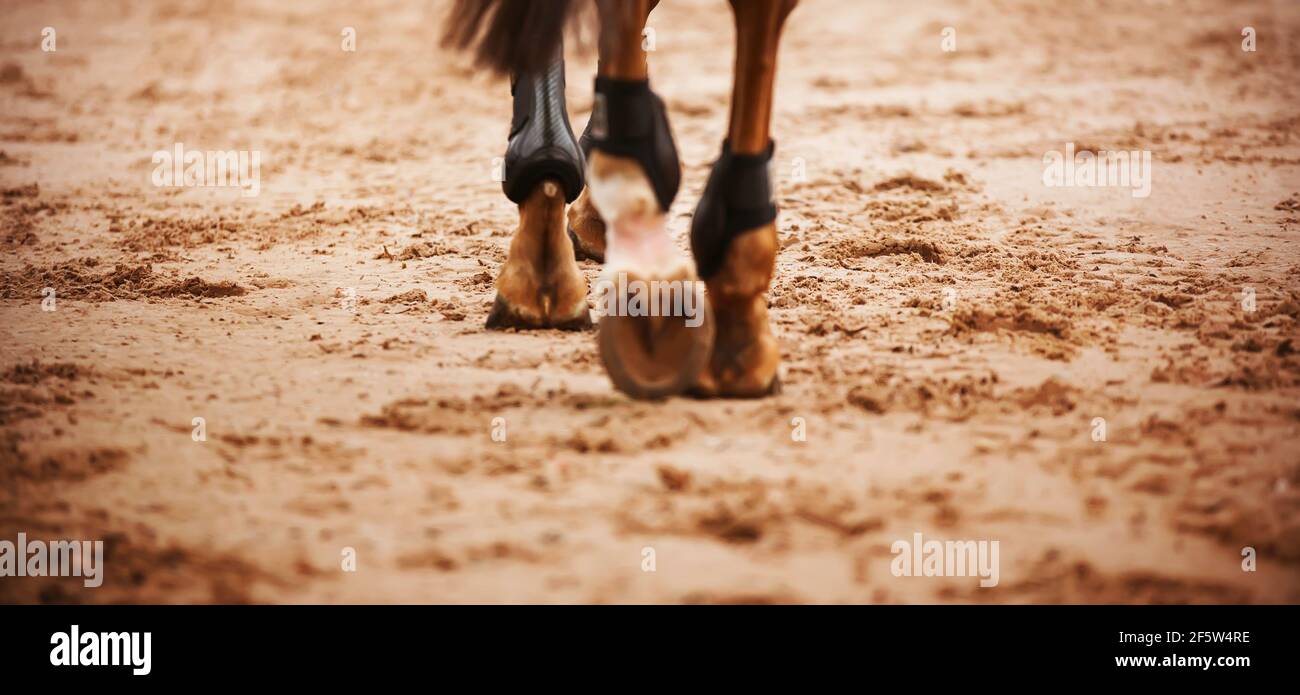 A bay horse walks through the arena, stepping with shod hooves on the ...