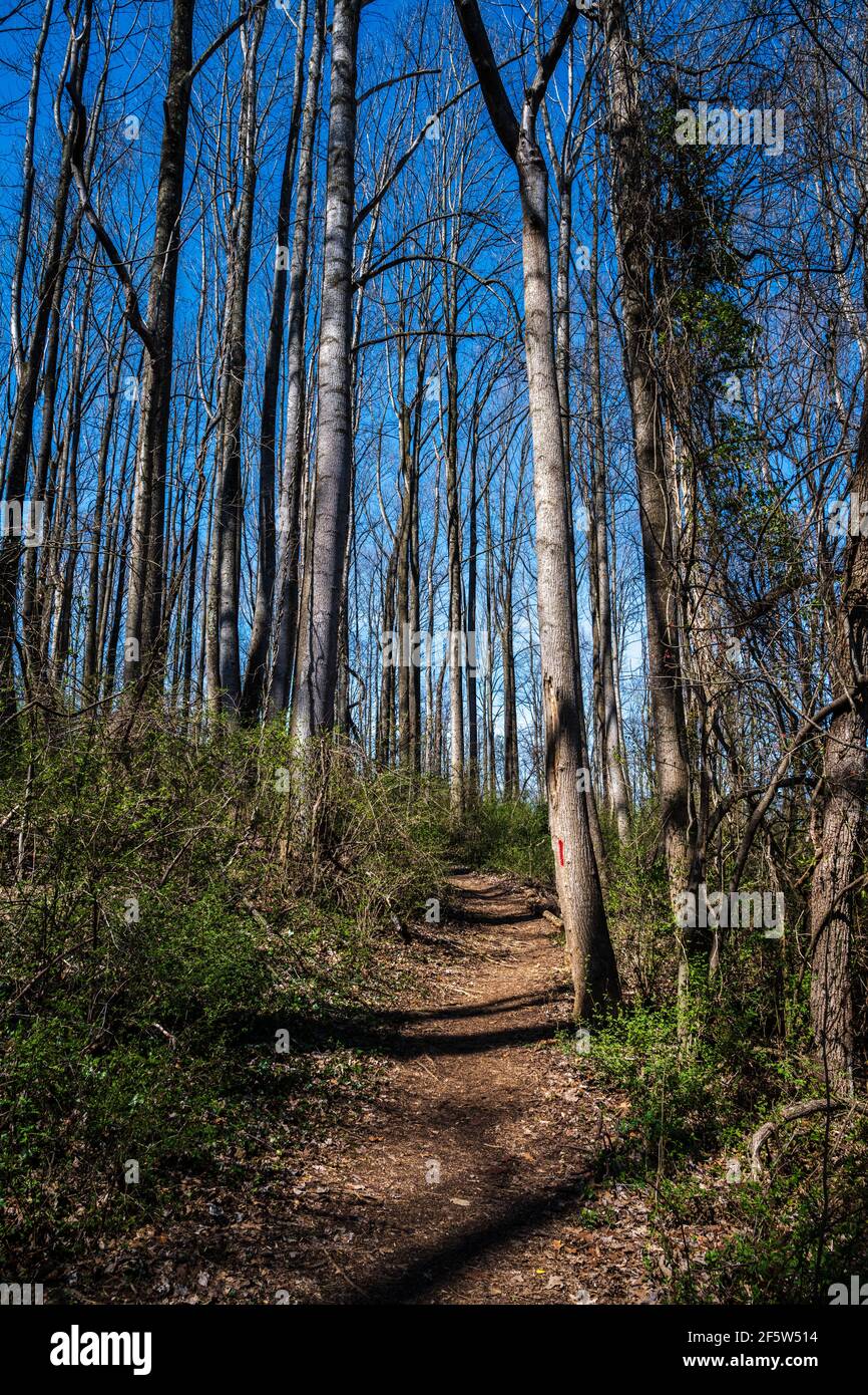 A vertical landscape HDR photo of a hiking trail in a wooded area Stock ...