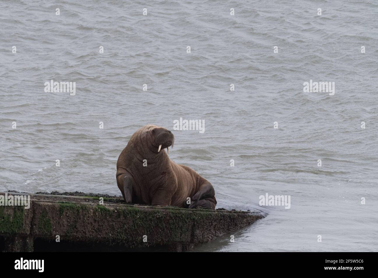 Wally walrus hi-res stock photography and images - Alamy
