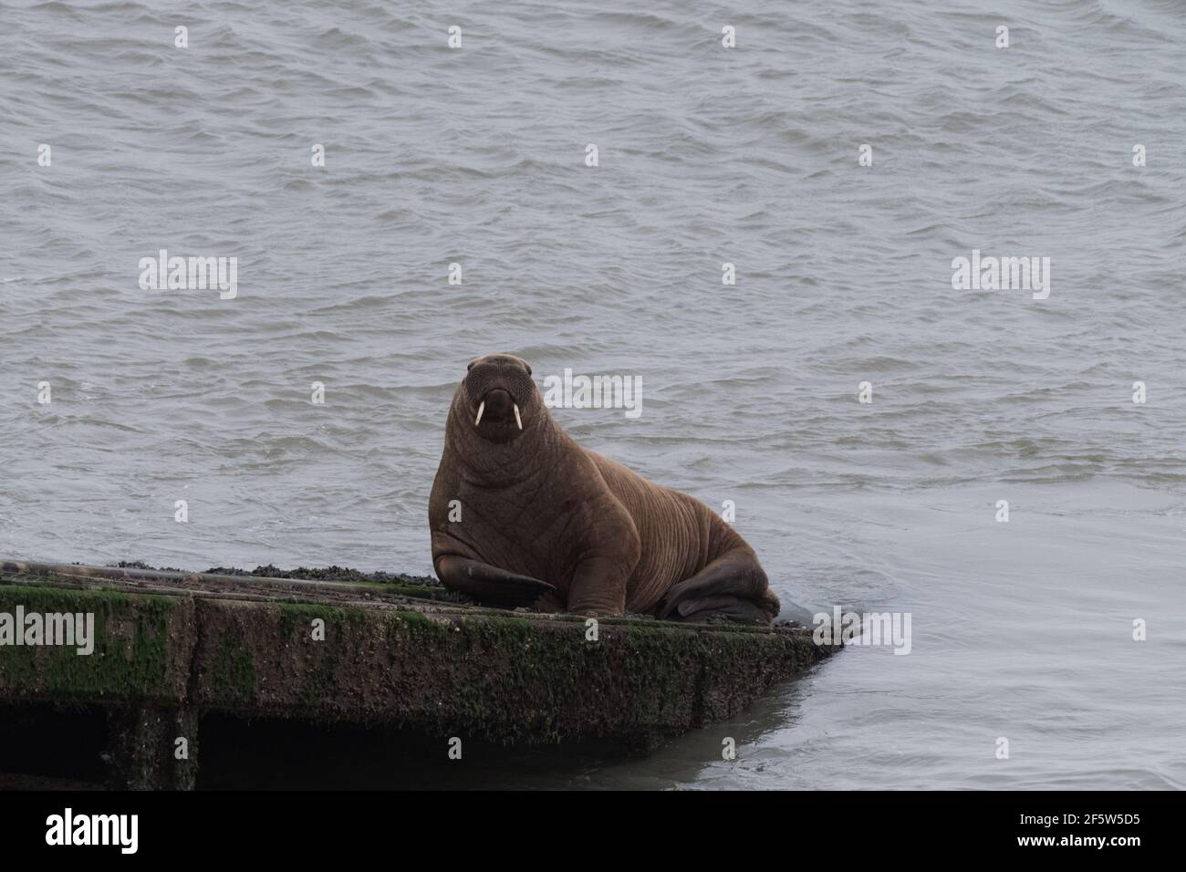 Wally walrus hi-res stock photography and images - Alamy