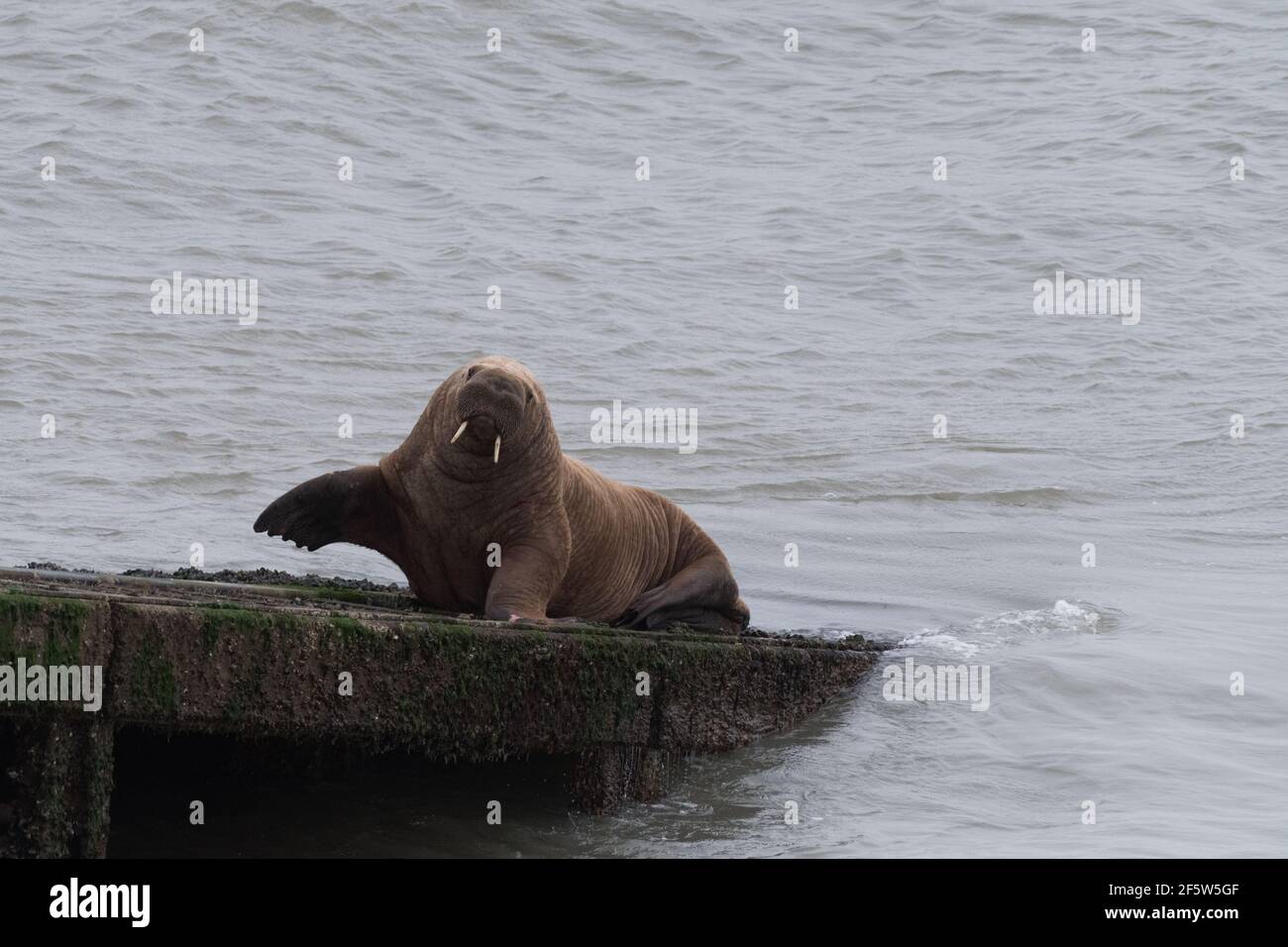 Wally walrus hi-res stock photography and images - Alamy