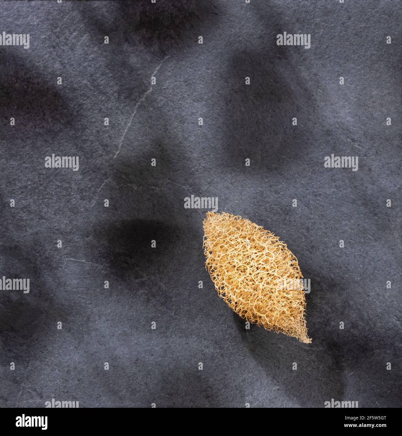 Vegetable sponge - Luffa operculata. Small cylindrical vegetable sponge ...