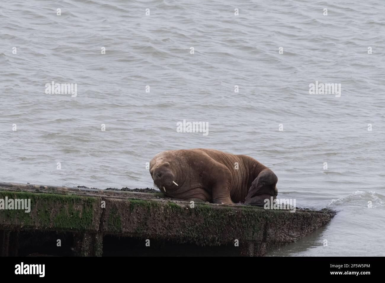 Wally walrus hi-res stock photography and images - Alamy