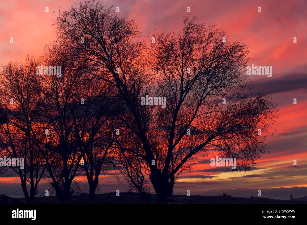 Beautiful sunset with trees hi-res stock photography and images - Alamy