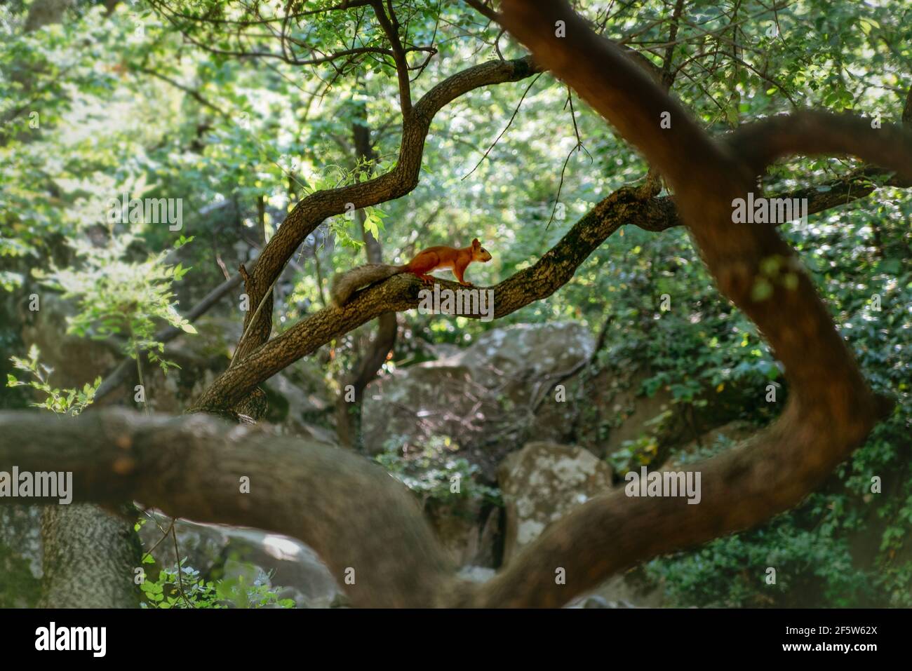 Tired squirrel hi-res stock photography and images - Alamy