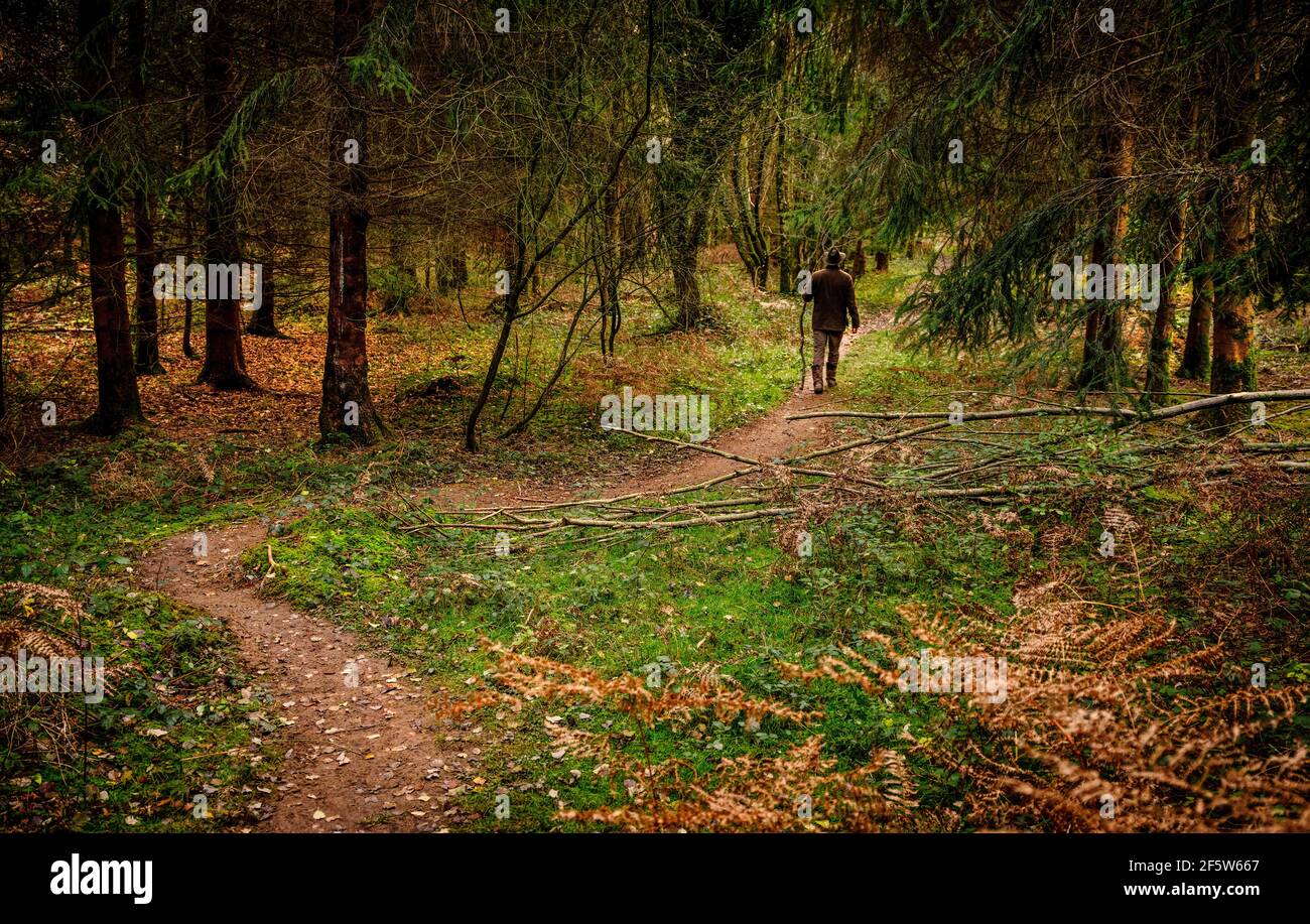 Secret path in a forest hi-res stock photography and images - Alamy